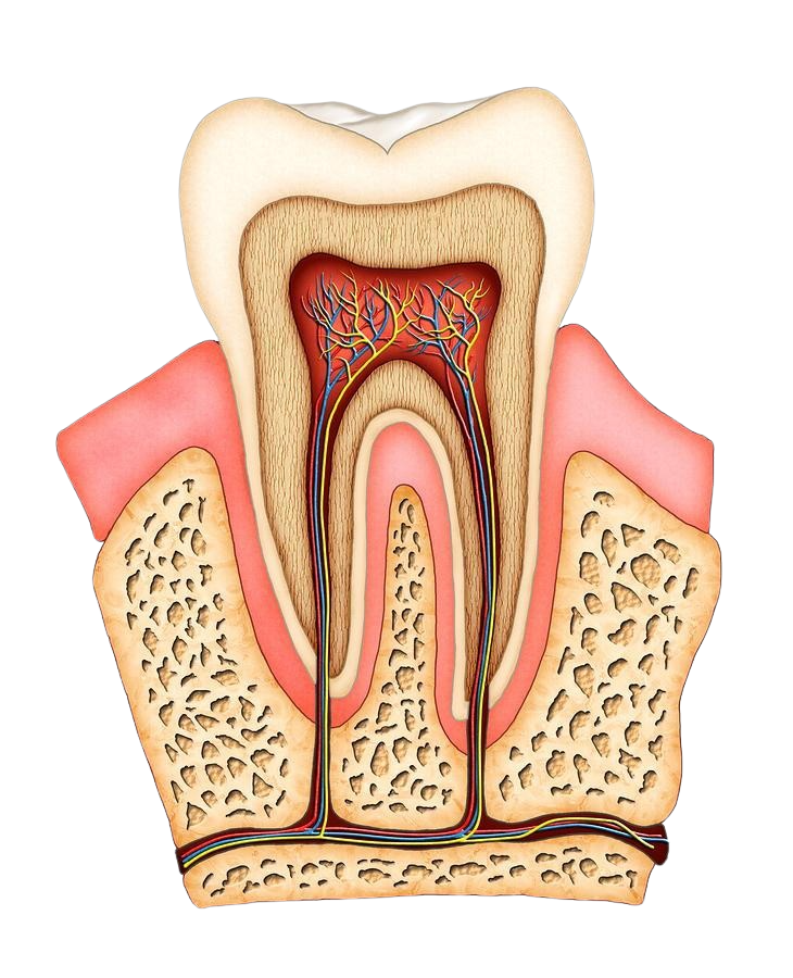 Endodontic Experts In Redwood City, CA - Woodside Endodontics - Redwood ...